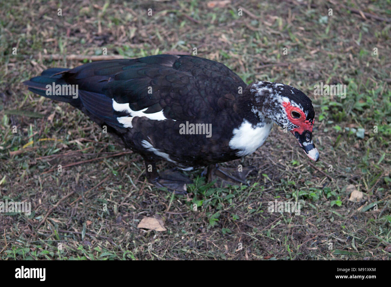 Duck claws hi-res stock photography and images - Alamy