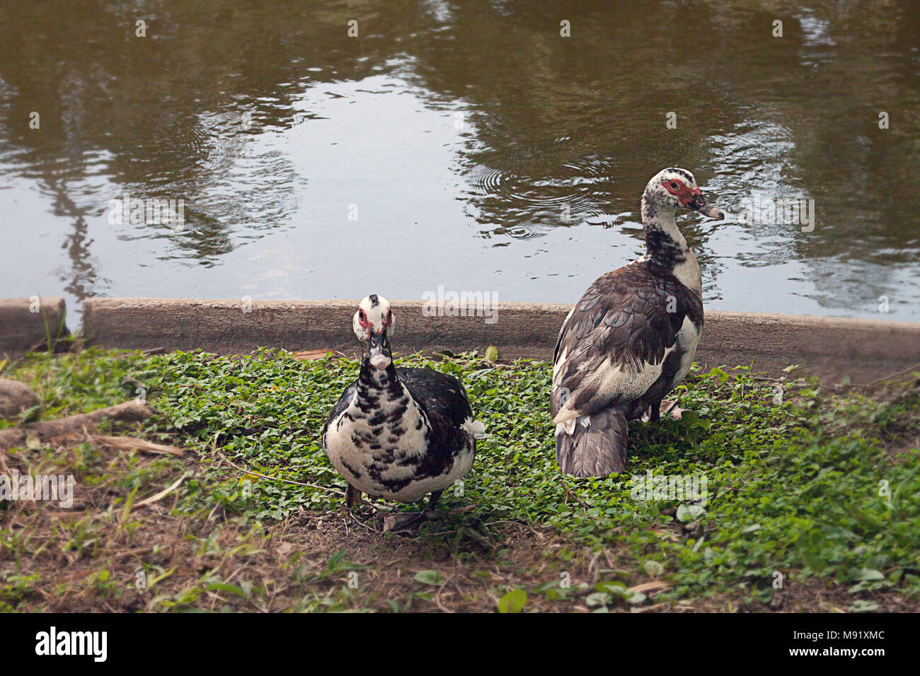 Muscovy duck (Cairina moschata Stock Photo - Alamy