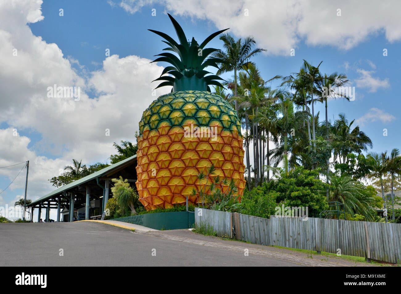 Big pineapple woombye hi-res stock photography and images - Alamy