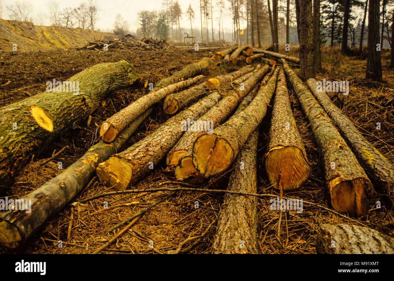 Ancient woodland uk deforestation hi-res stock photography and images ...