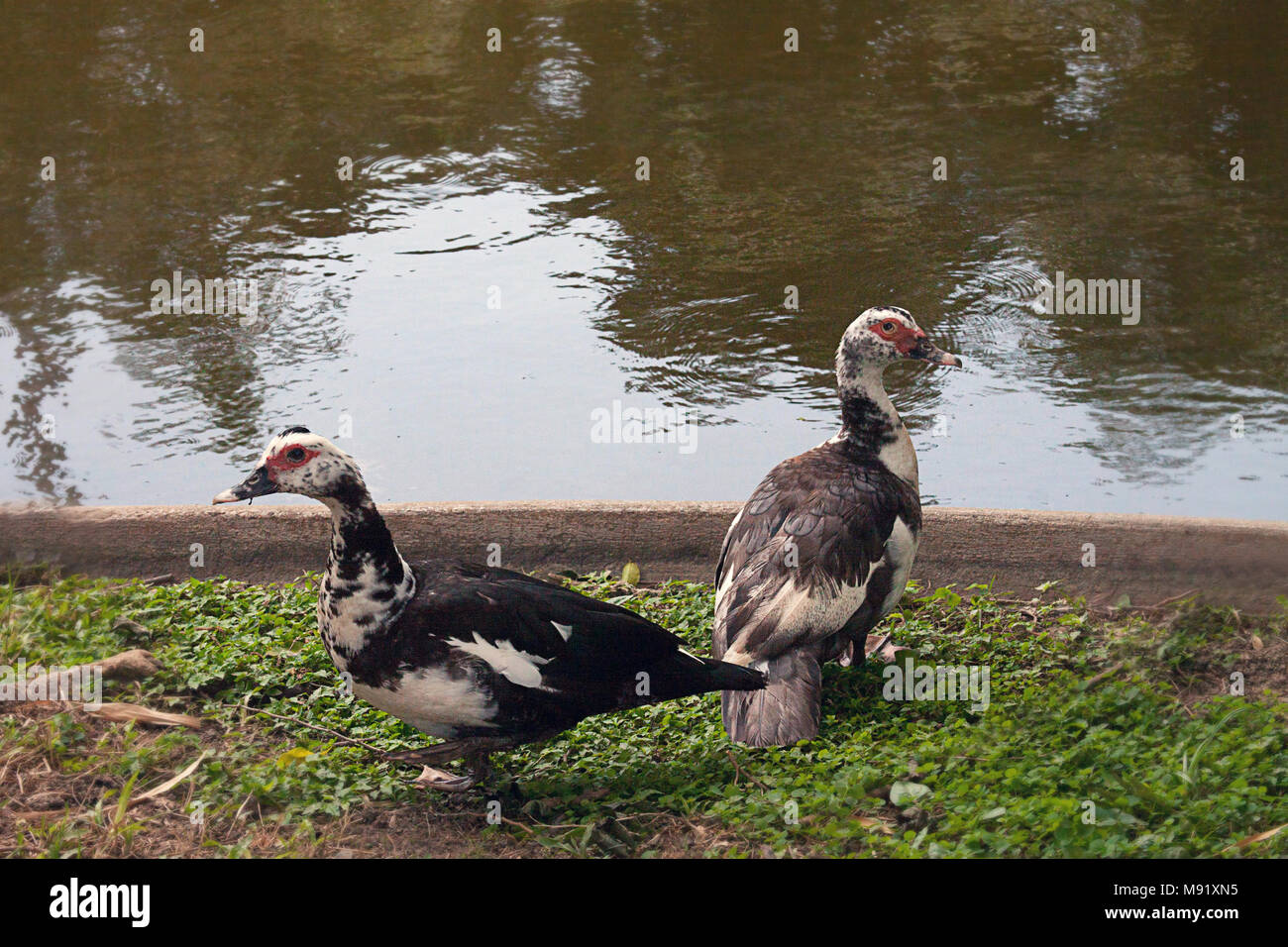 Muscovy duck (Cairina moschata Stock Photo - Alamy
