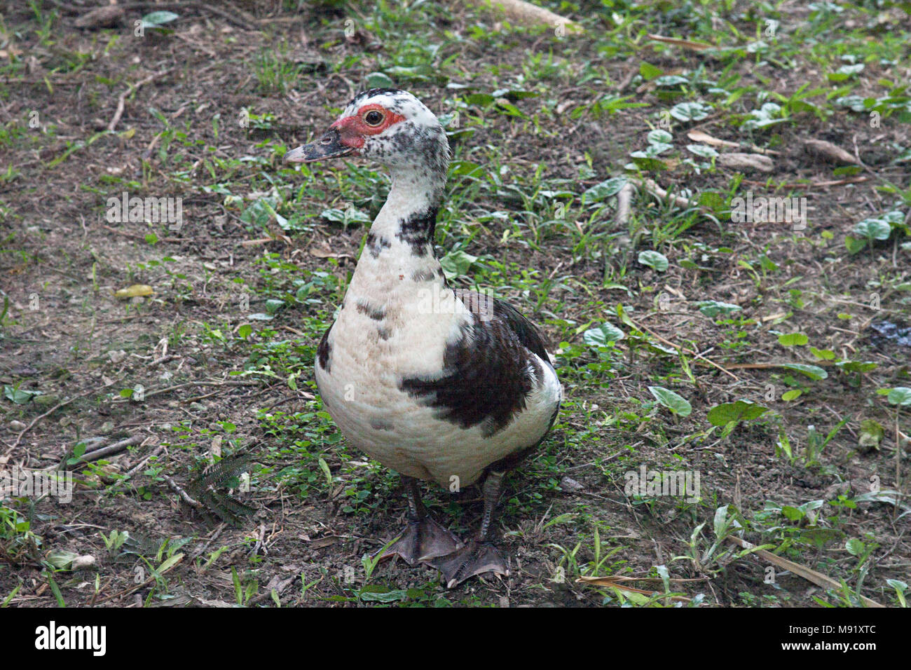 Duck claws hi-res stock photography and images - Alamy