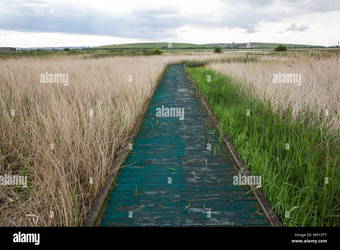 Rainham marshes and birds hi-res stock photography and images - Alamy