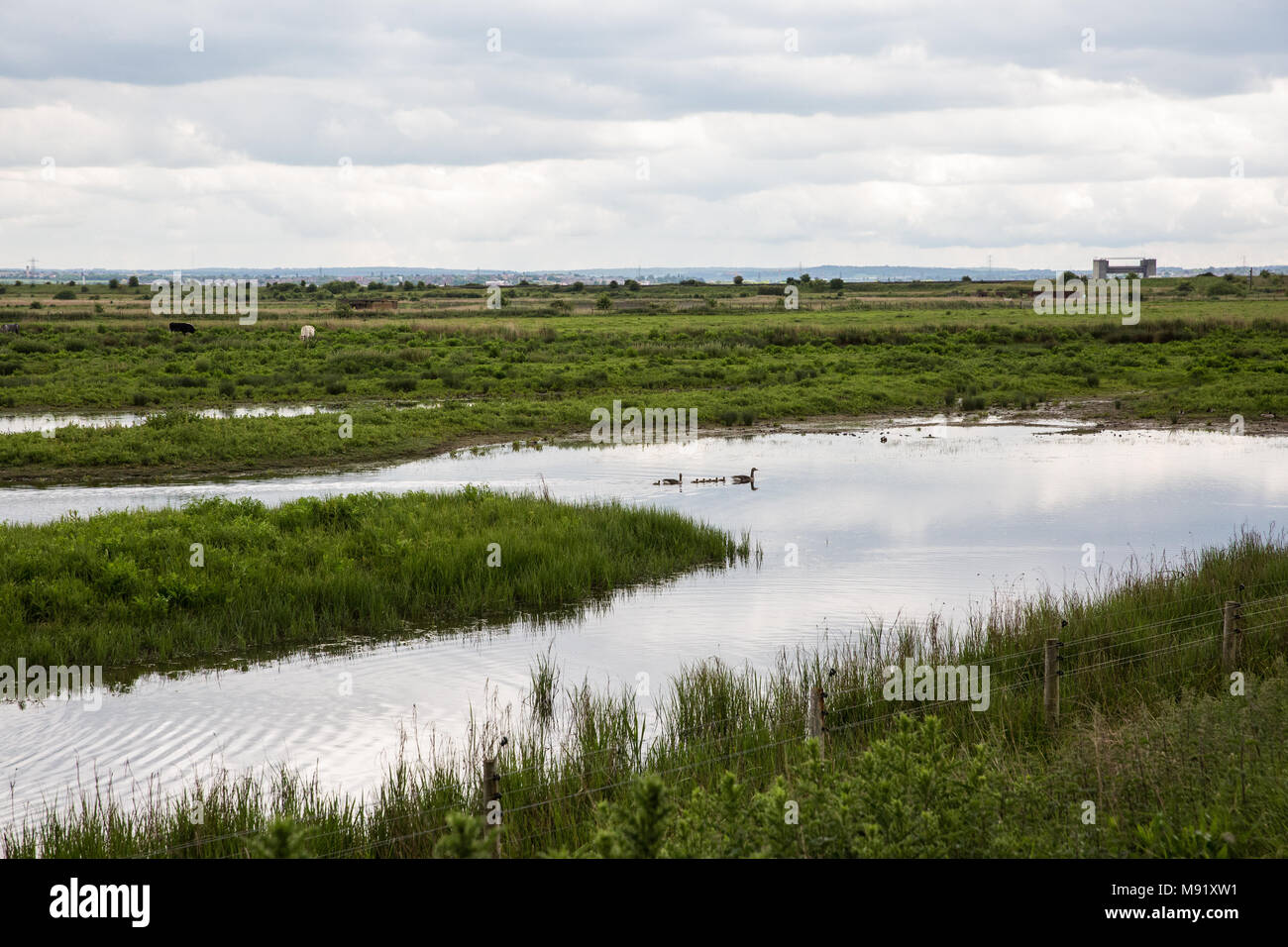 Wennington aveley and rainham marshes hi-res stock photography and ...