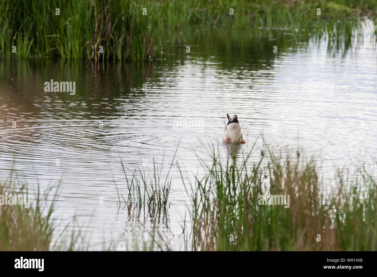 Rainham, UK. 19th May, 2017. Rainham Marshes is an area of medieval ...