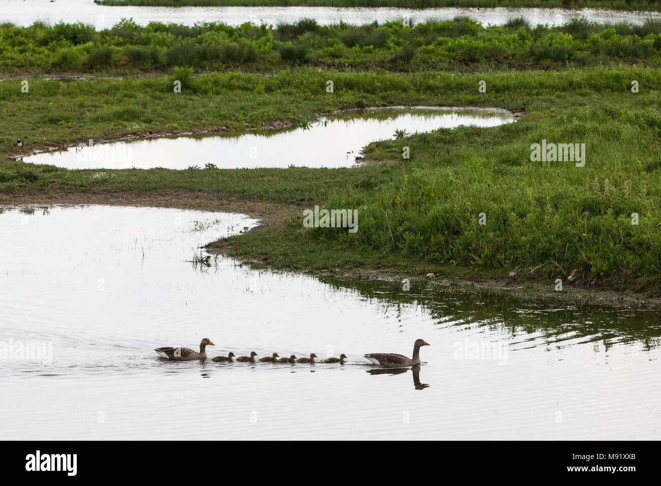 Rainham, UK. 19th May, 2017. Rainham Marshes is an area of medieval ...