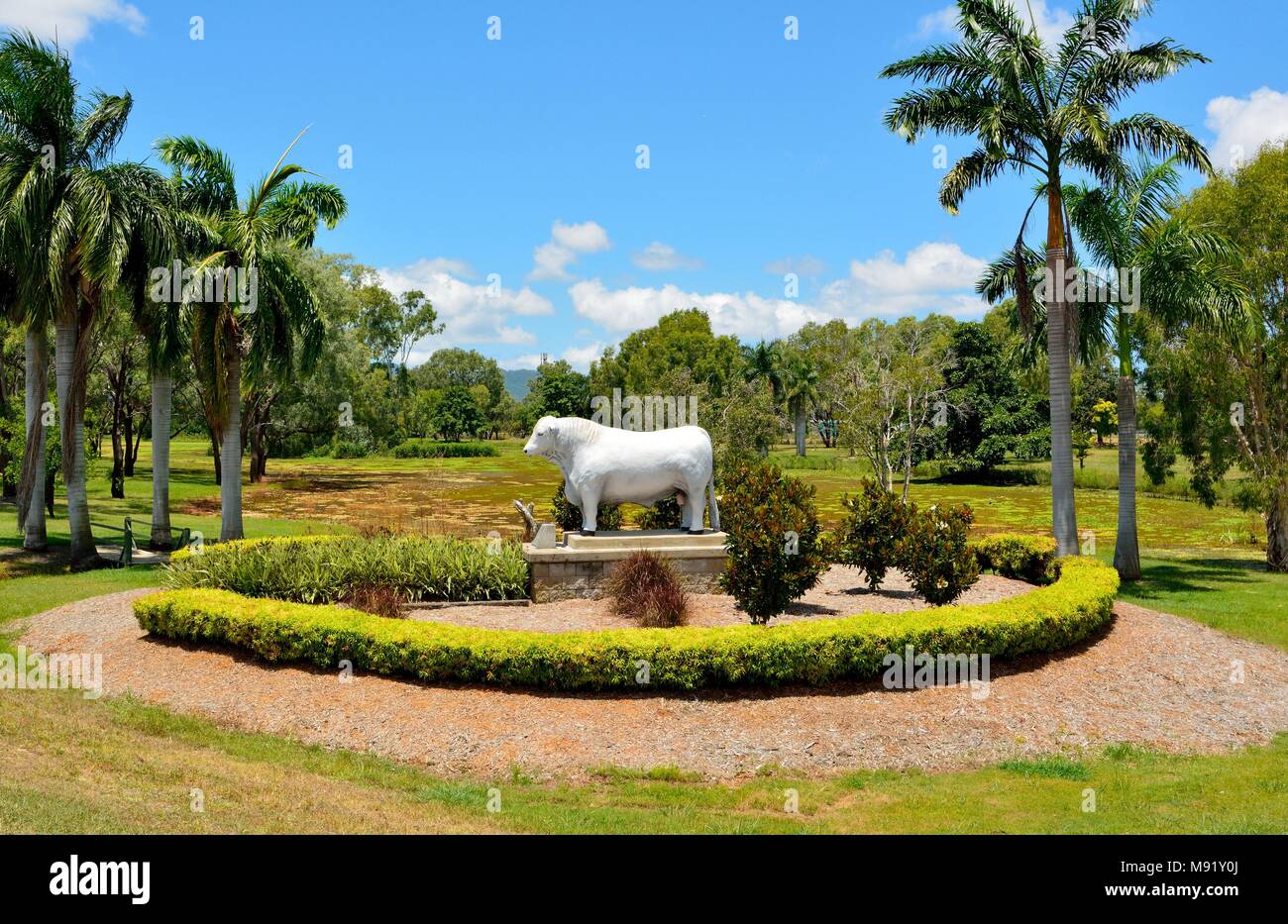 Romagnola bull hi-res stock photography and images - Alamy