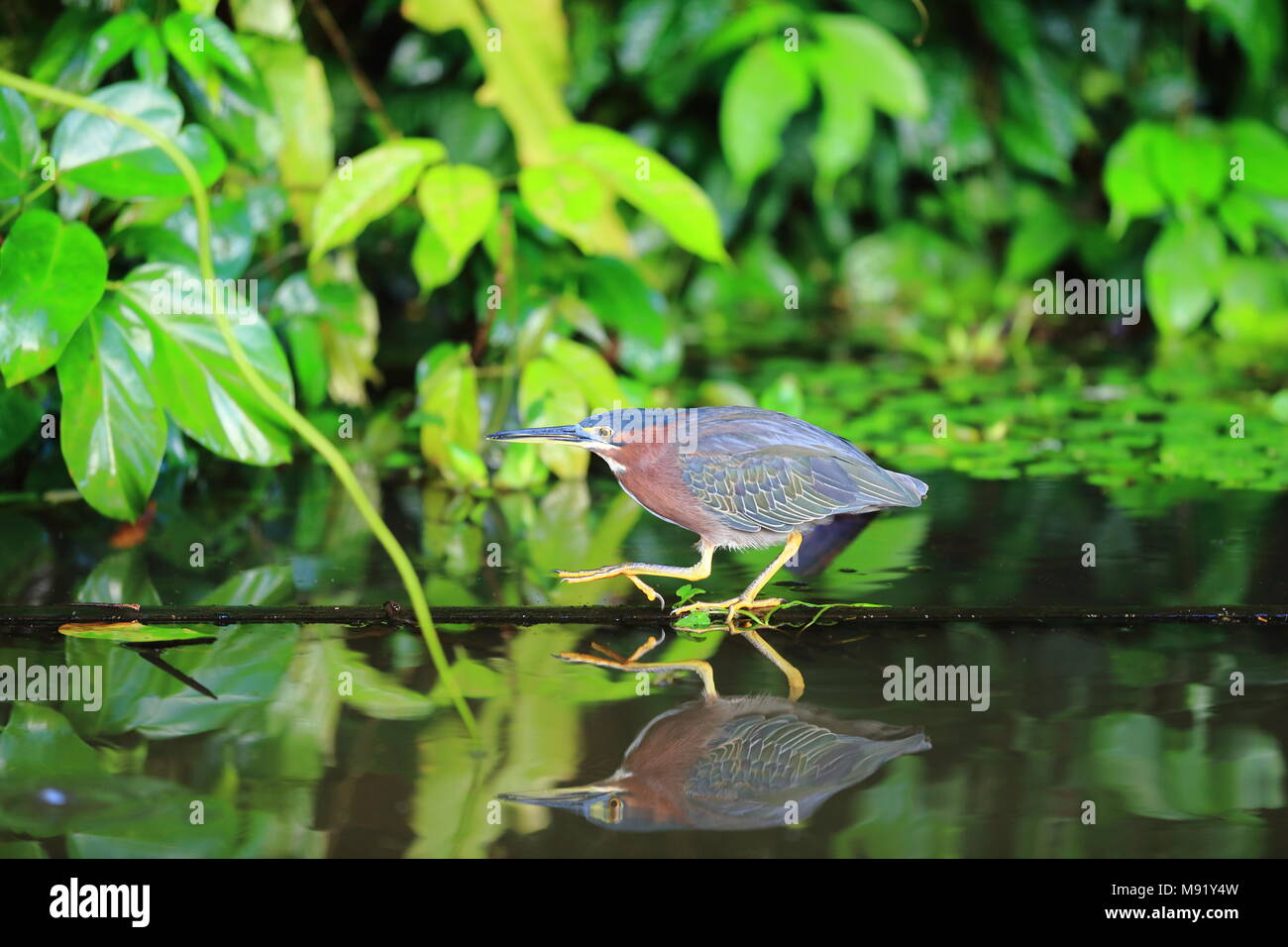 Green hunting costa rica hi-res stock photography and images - Alamy