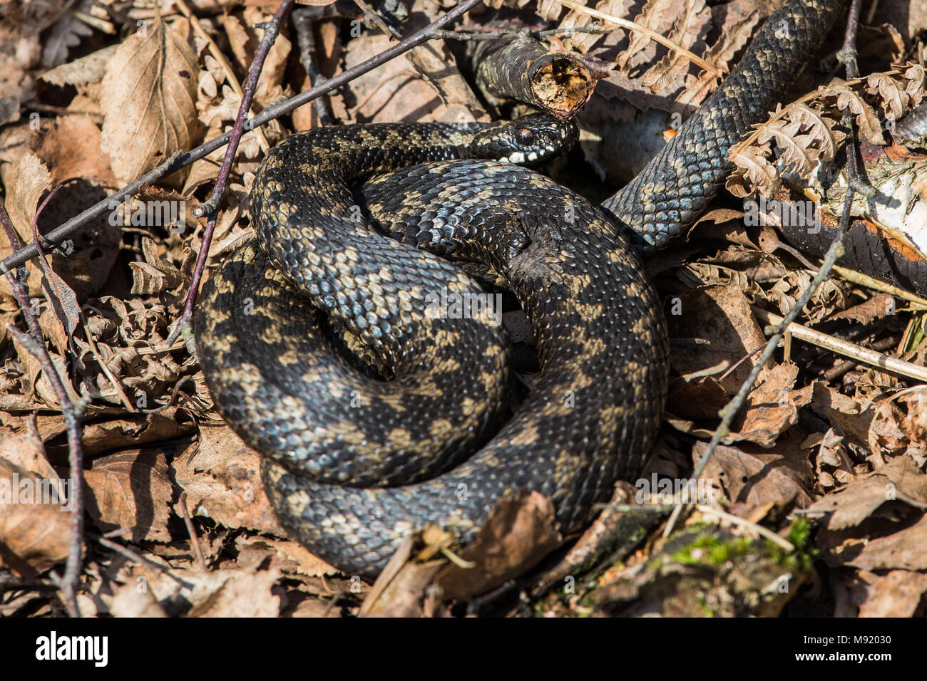 Only venomous snake in uk hi-res stock photography and images - Alamy