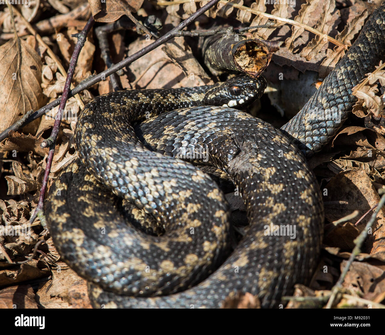 Hatfield Moors, Doncaster, UK. 21st Mar, 2018. The UK's only venomous ...