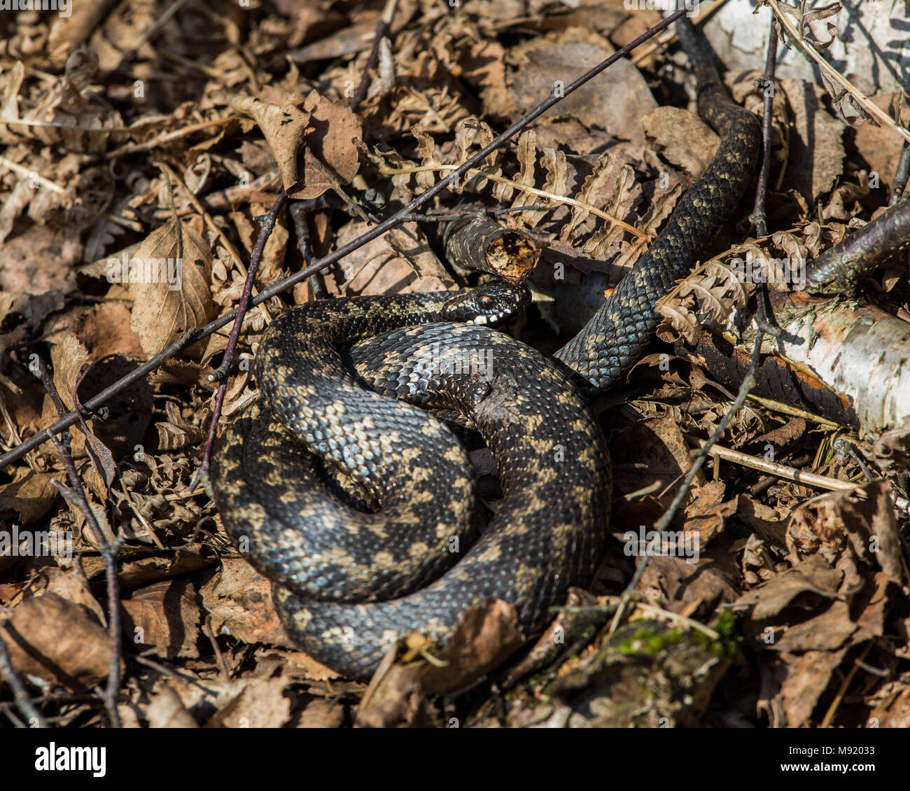 Only venomous snake in uk hi-res stock photography and images - Alamy