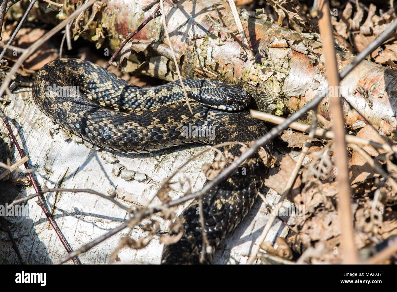 Hatfield Moors, Doncaster, UK. 21st Mar, 2018. The UK's only venomous ...