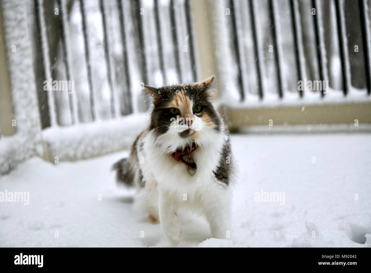 A cat playing outside on the deck during winter storm Toby, Washington ...