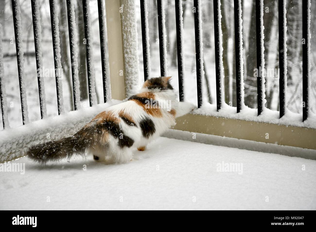 A cat playing outside on the deck during winter storm Toby, Washington ...