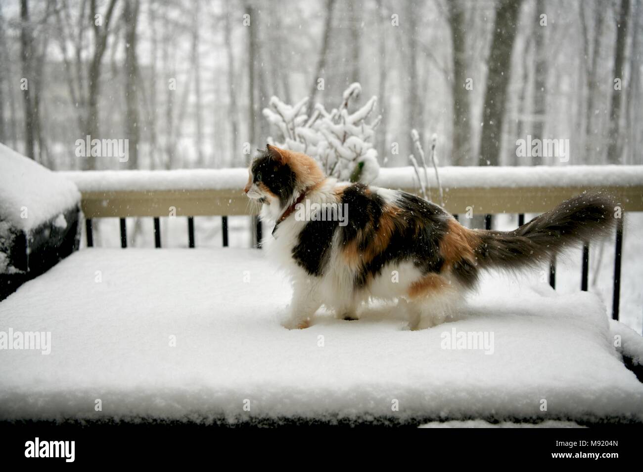 A cat playing outside on the deck during winter storm Toby, Washington ...