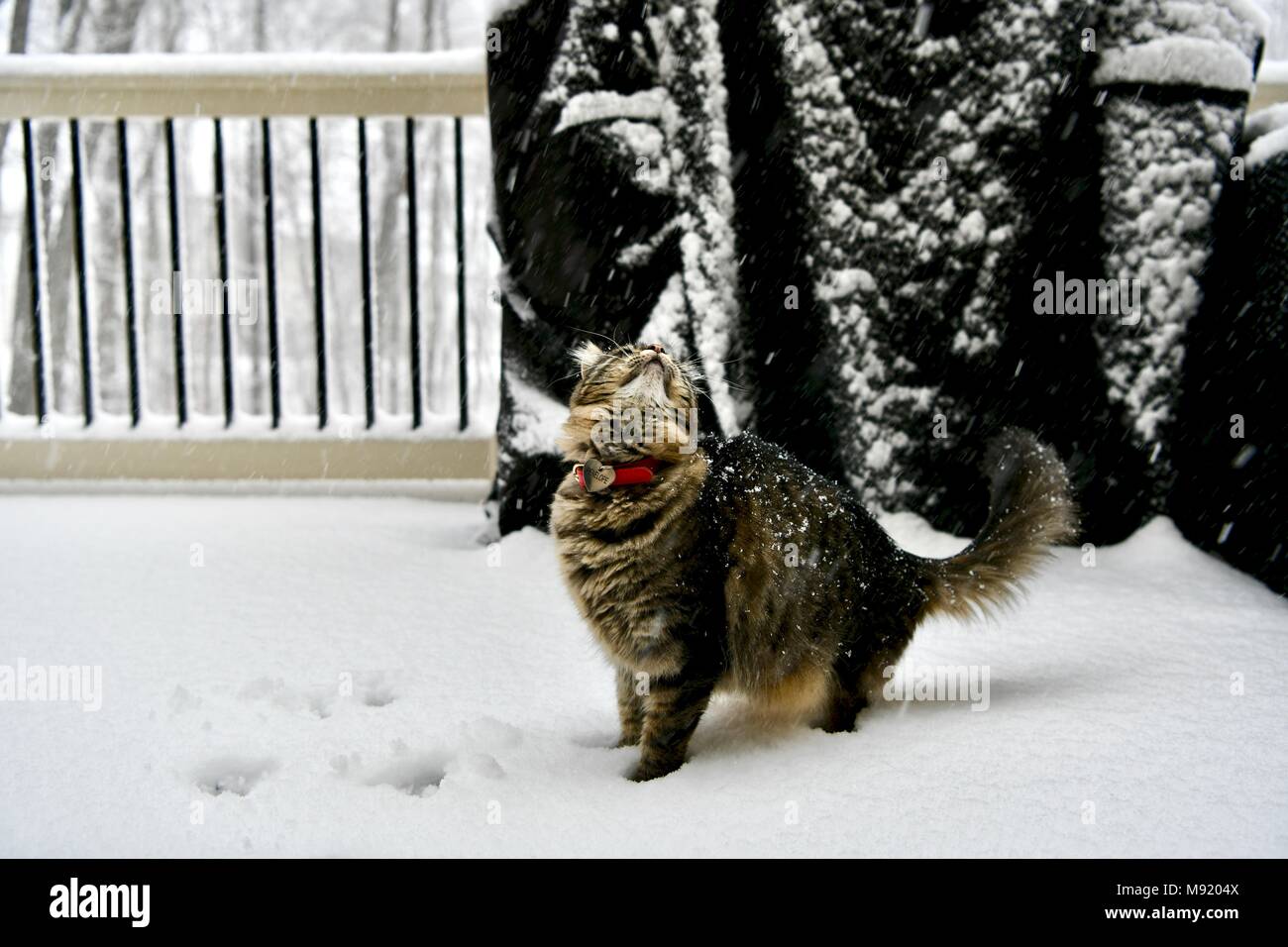A cat playing outside on the deck during winter storm Toby, Washington ...