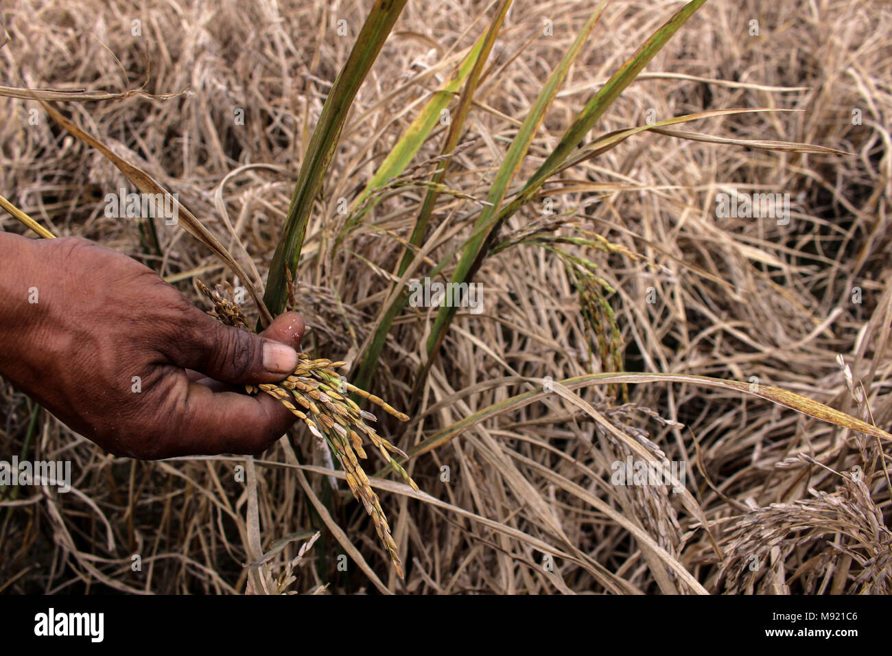 Rice pest hi-res stock photography and images - Alamy