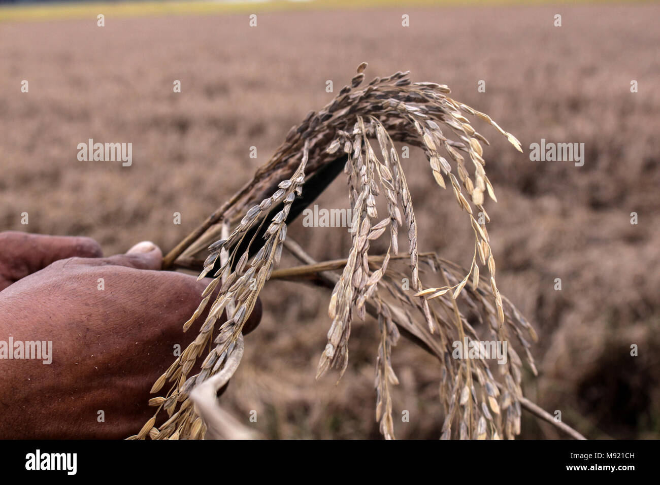 Rice pest hi-res stock photography and images - Alamy