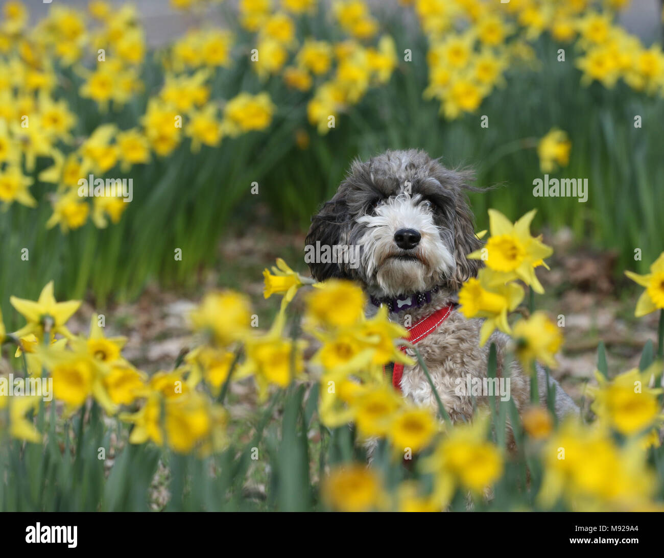 Cockerspaniel flowers hi-res stock photography and images - Alamy