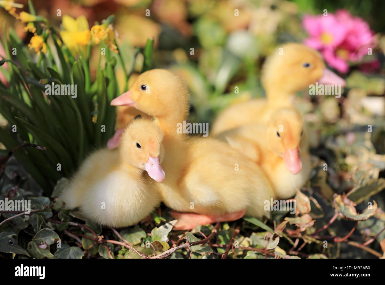 Chick five week old hi-res stock photography and images - Alamy