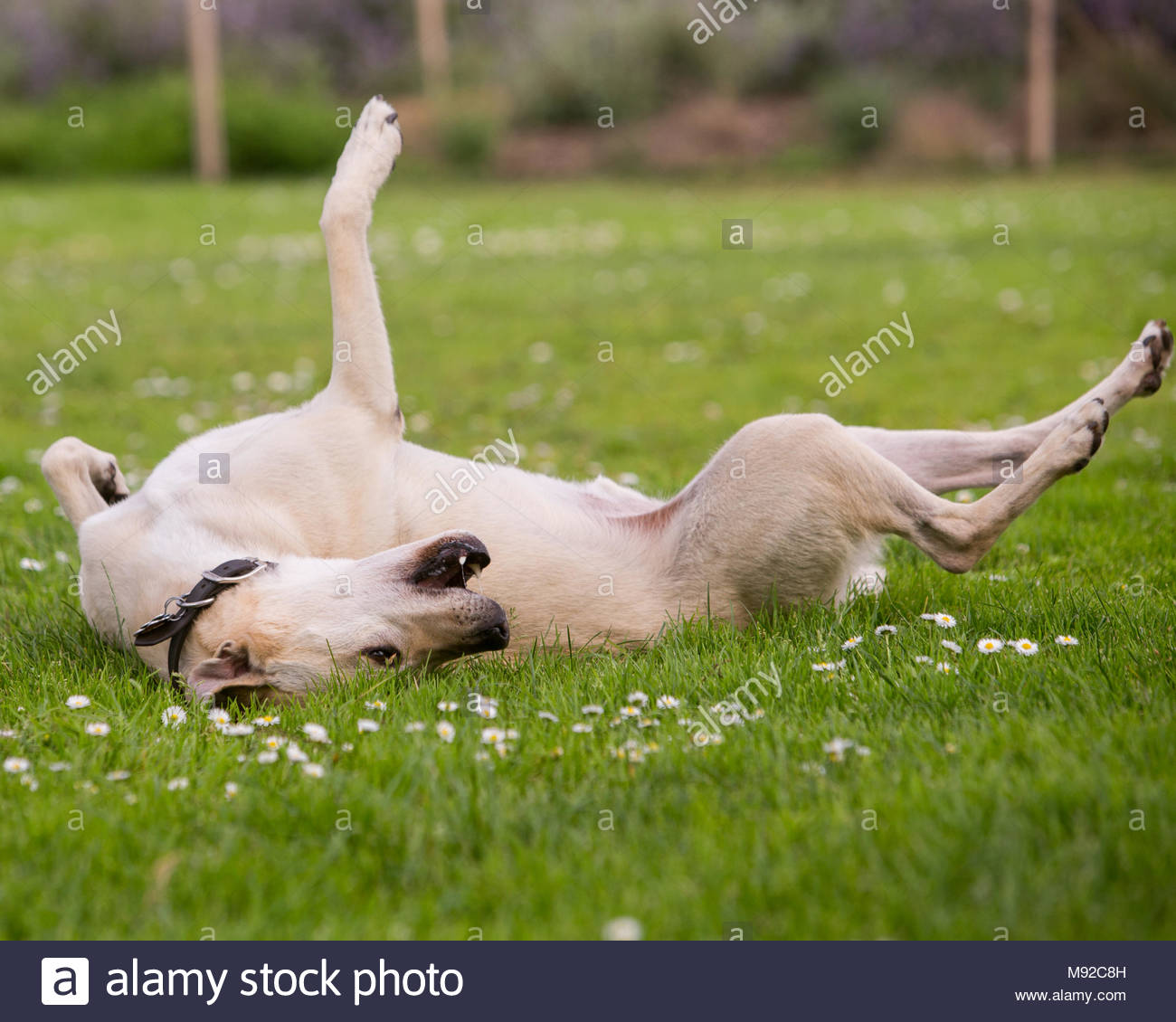 Dog Rolling In The Grass Stock Photos & Dog Rolling In The Grass Stock ...