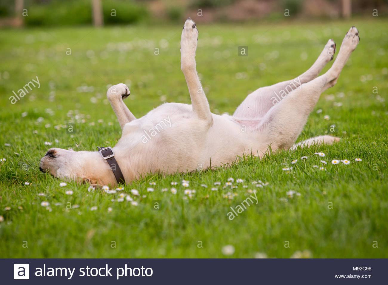 Dog Rolling In The Grass Stock Photos & Dog Rolling In The Grass Stock ...