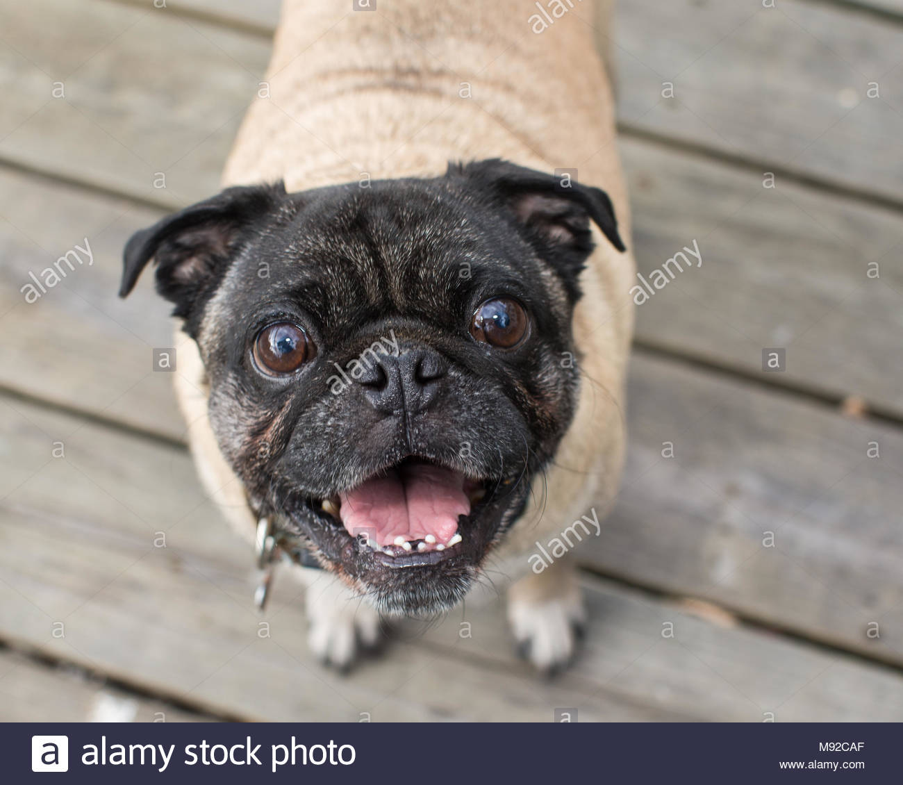 Senior Pug Stock Photos & Senior Pug Stock Images - Alamy