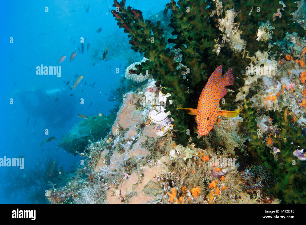 Scuba diver coral reef fish hi-res stock photography and images - Alamy