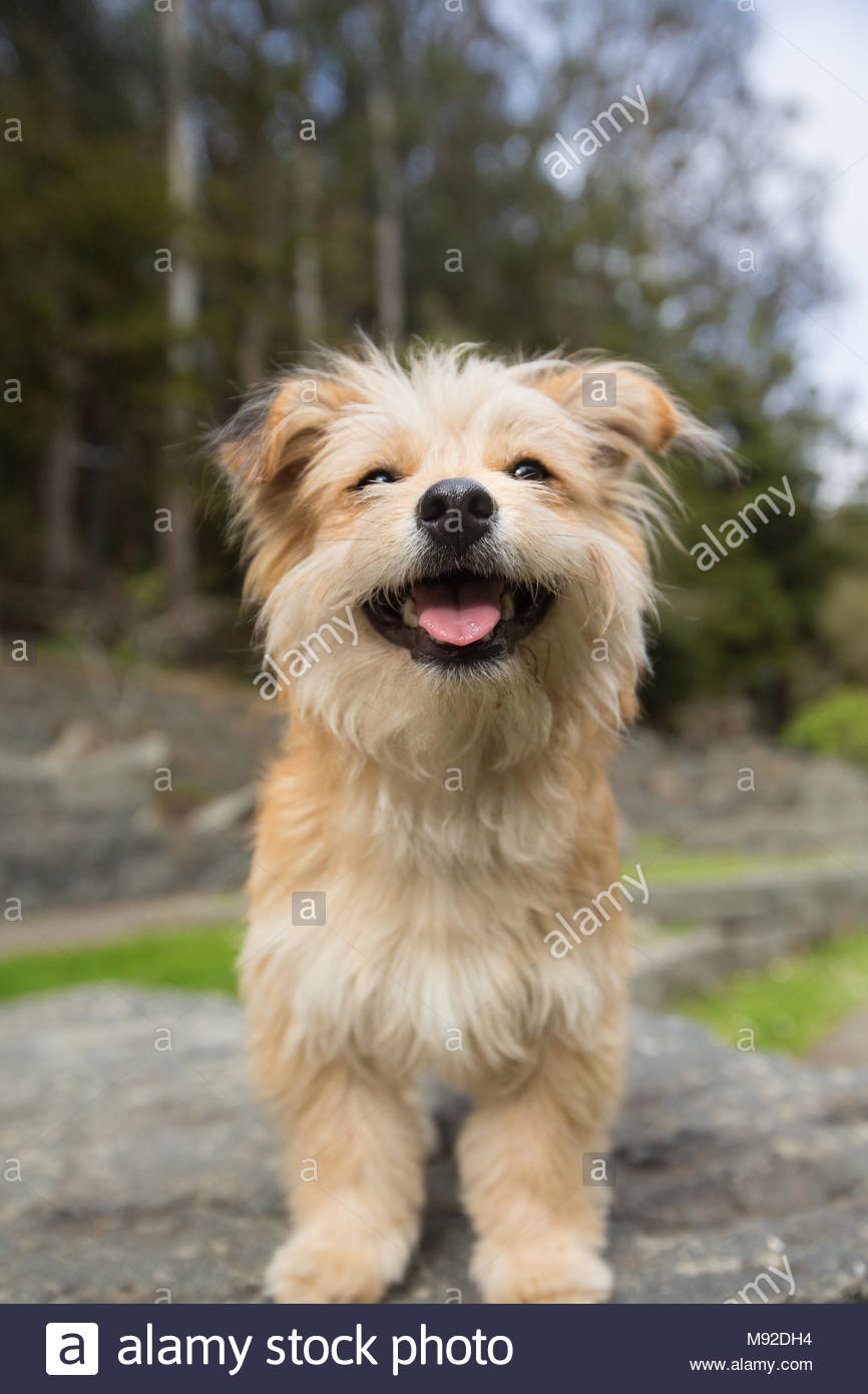 Happy Scruffy Dog Stock Photos & Happy Scruffy Dog Stock Images - Alamy
