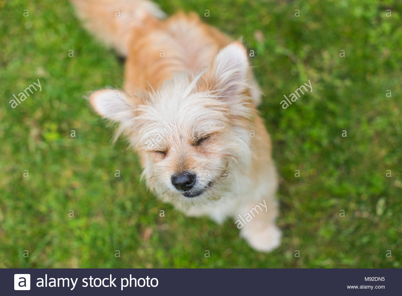 Happy Scruffy Dog Stock Photos & Happy Scruffy Dog Stock Images - Alamy