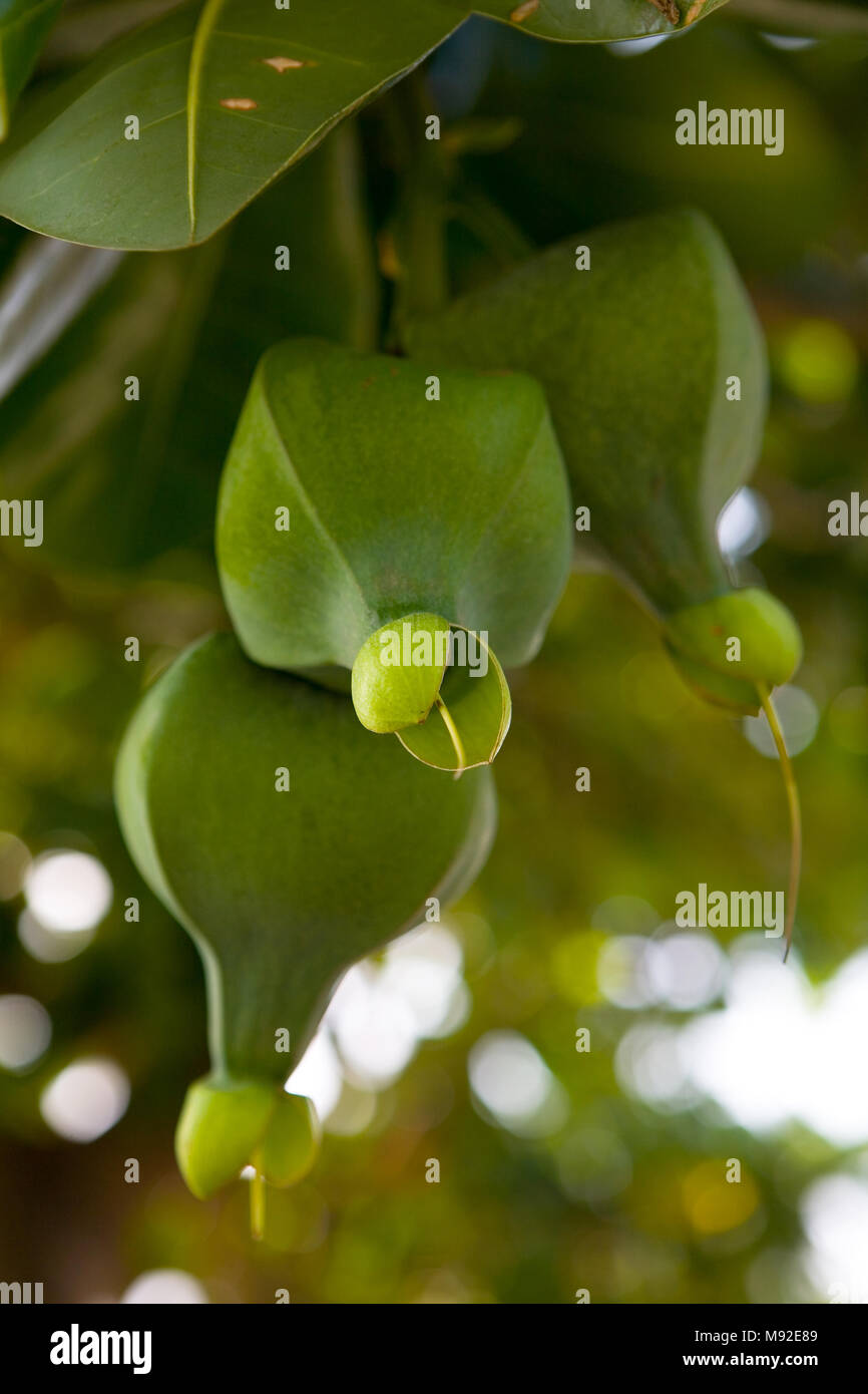 Thai plant hi-res stock photography and images - Alamy