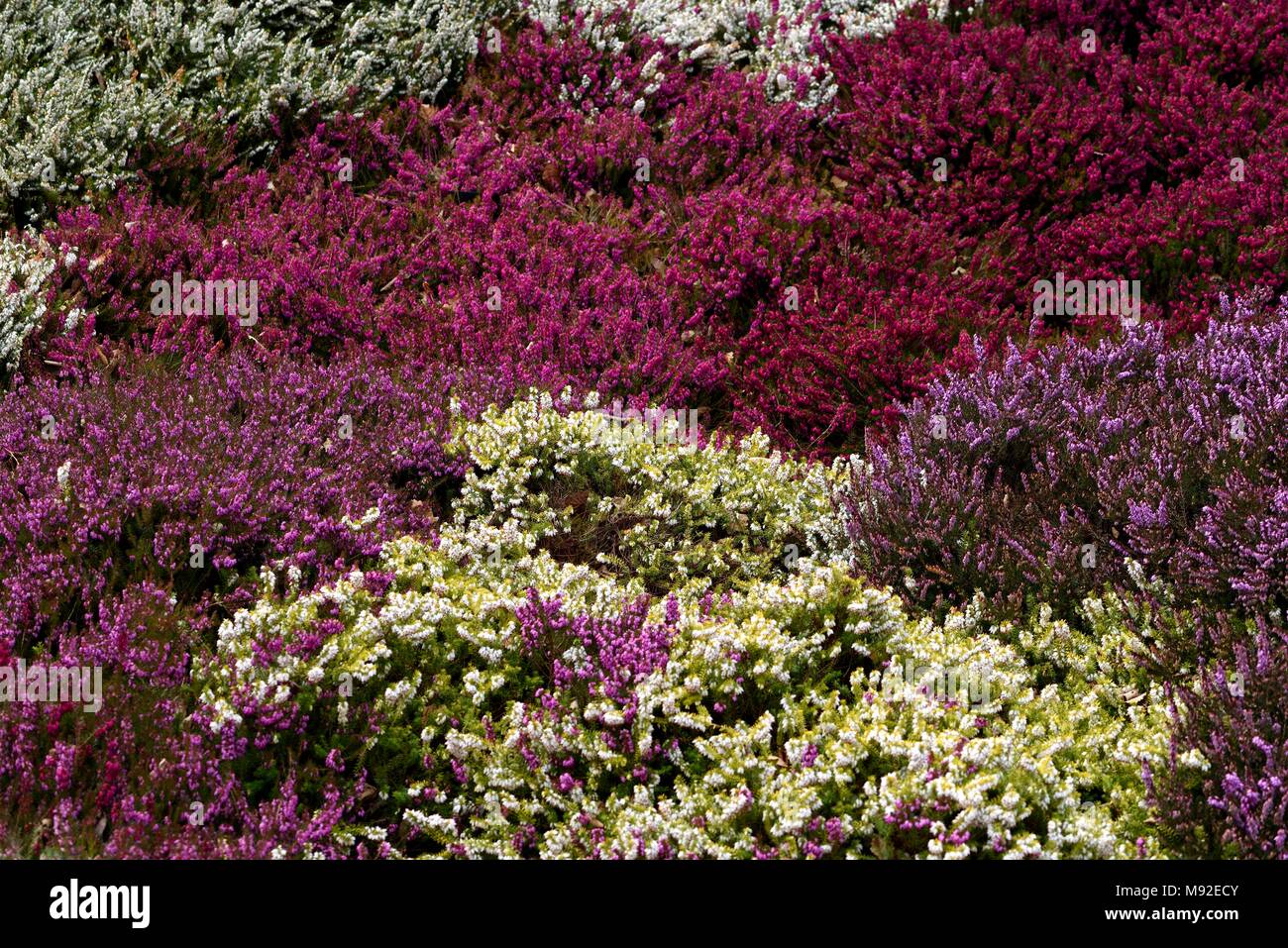 Carpet of Heather Stock Photo - Alamy
