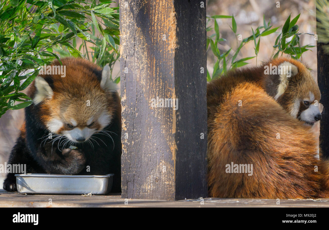 Red panda Calgary Zoo Alberta Canada Stock Photo - Alamy