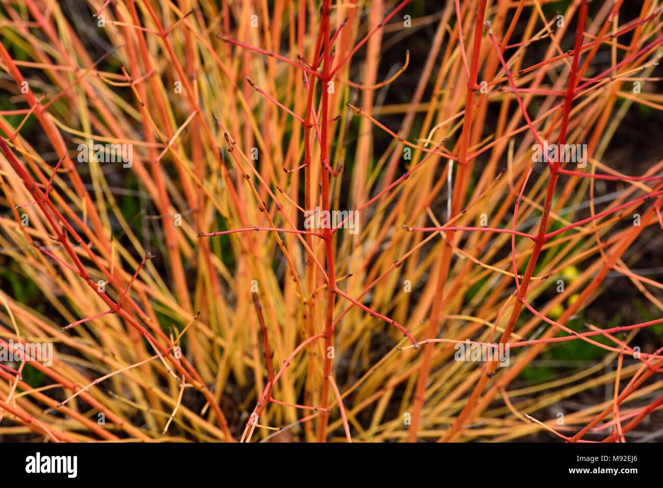 Cornus Midwinter Fire Stock Photo - Alamy