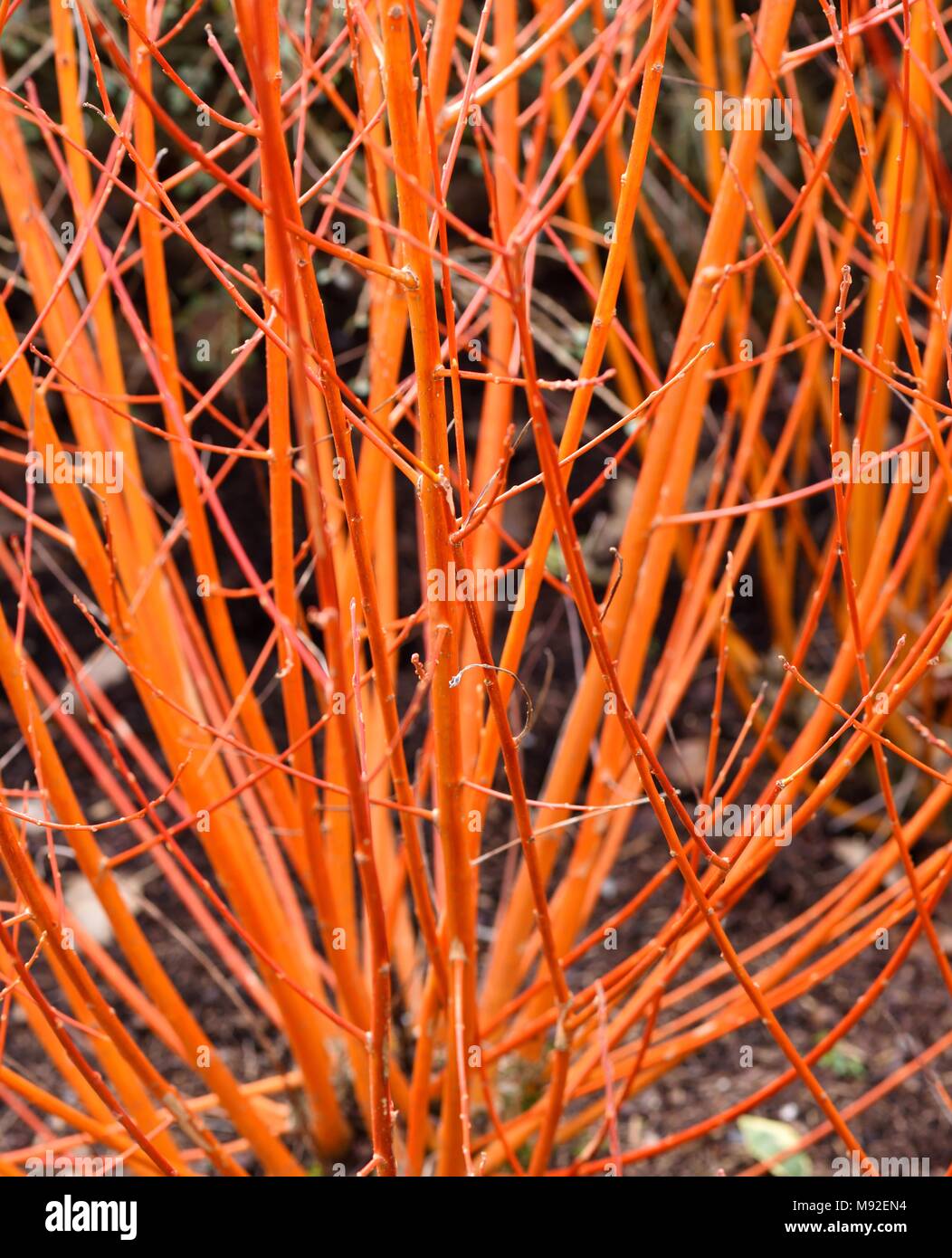 Orange stems cornus hi-res stock photography and images - Alamy