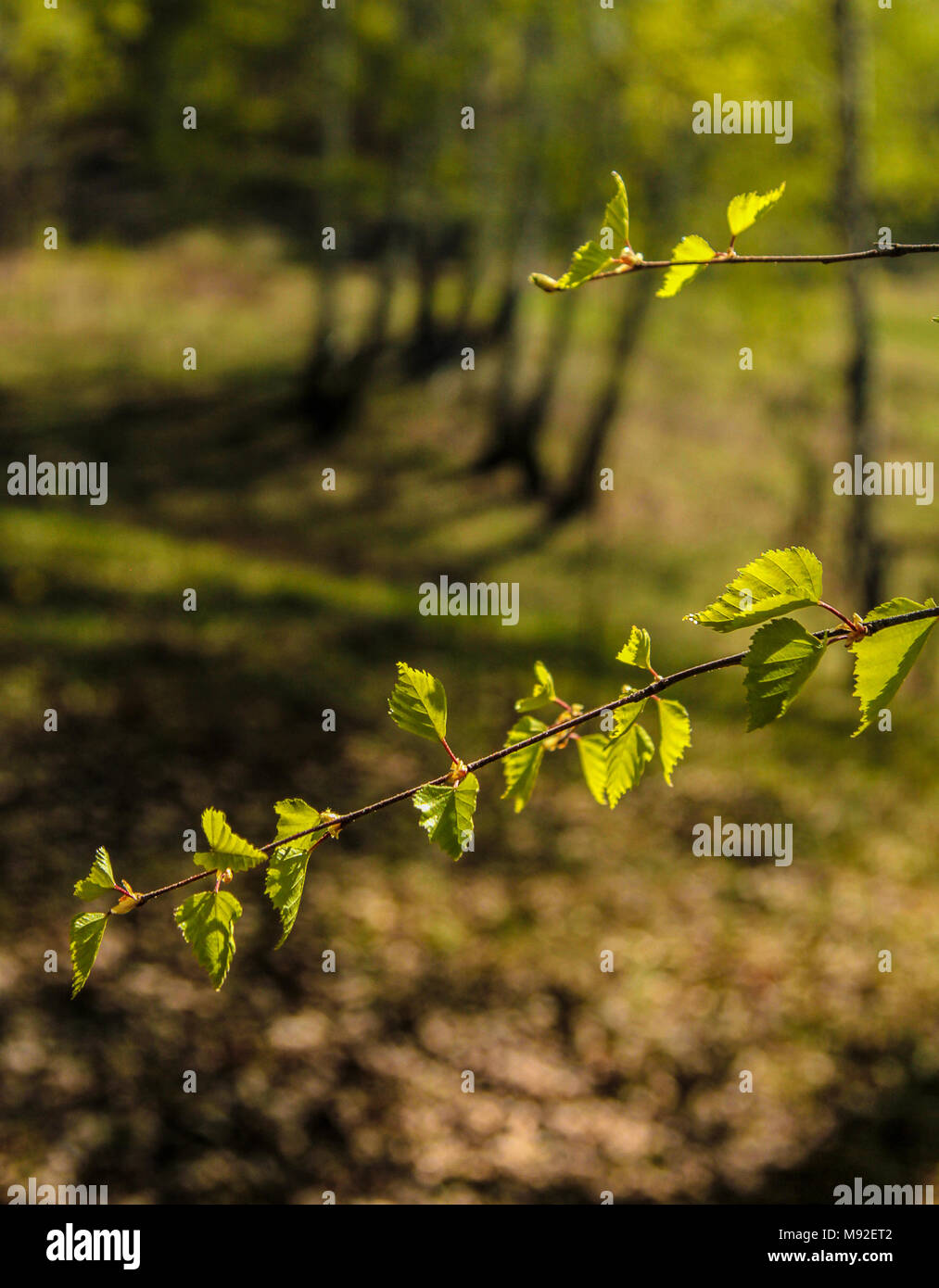 Beautiful young foliage green hi-res stock photography and images - Alamy