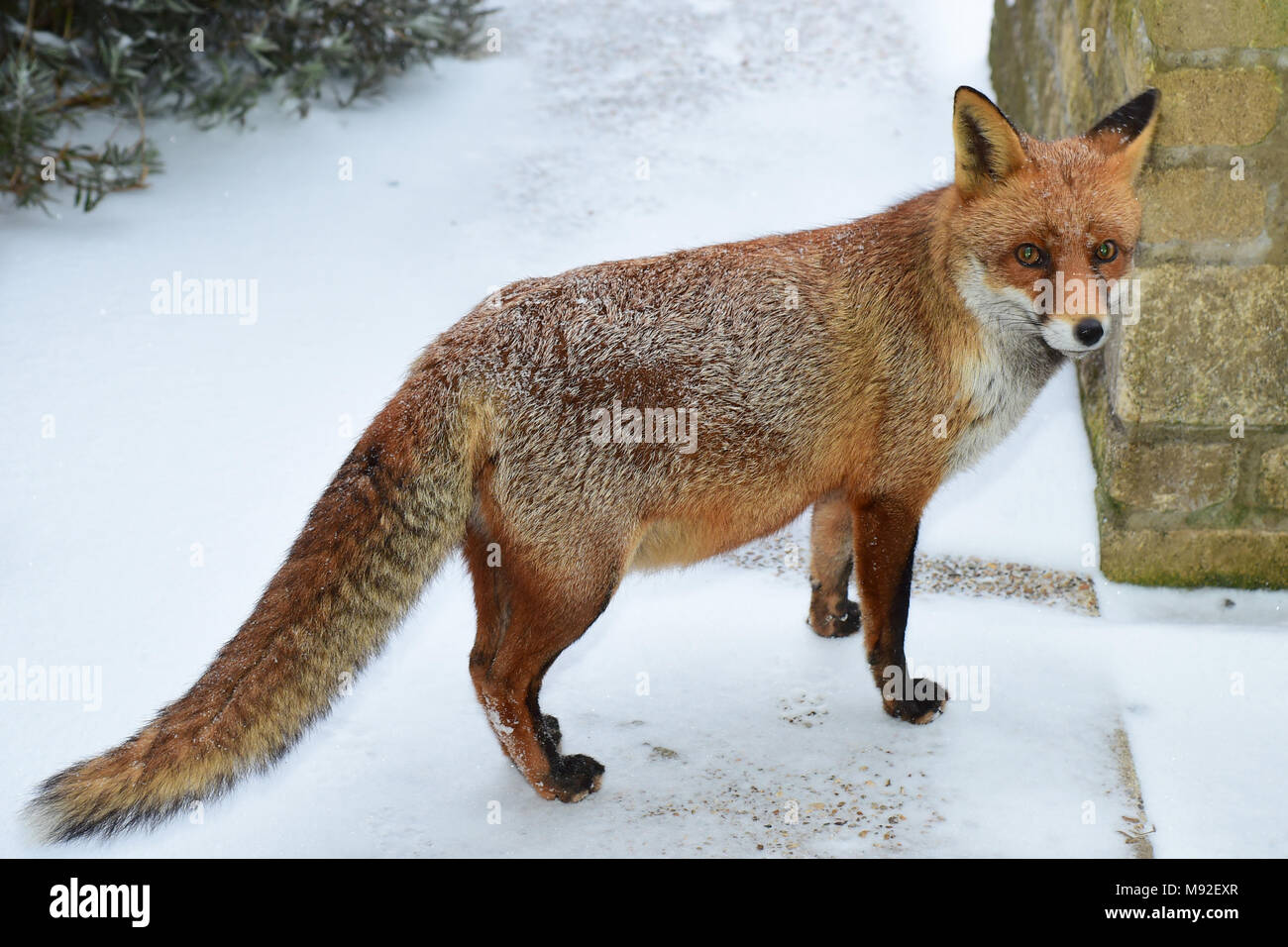 Pregnant Red Fox