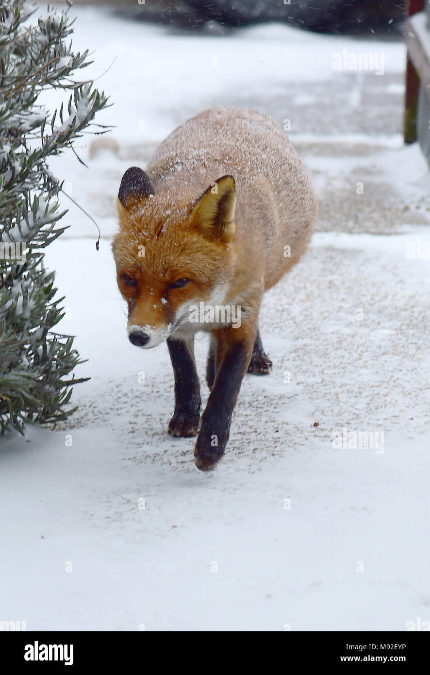 Pregnant fox hi-res stock photography and images - Alamy