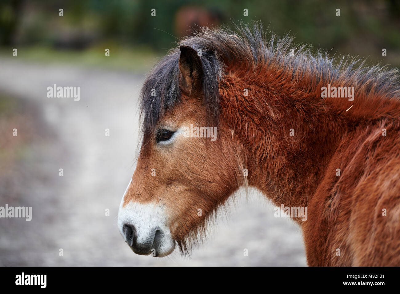 New ginger hi-res stock photography and images - Alamy