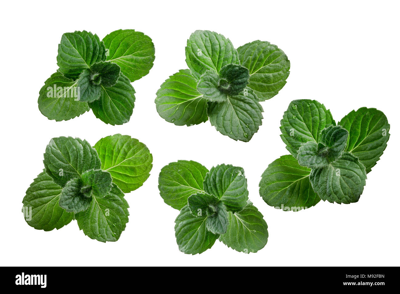 Mentha piperita hi-res stock photography and images - Alamy