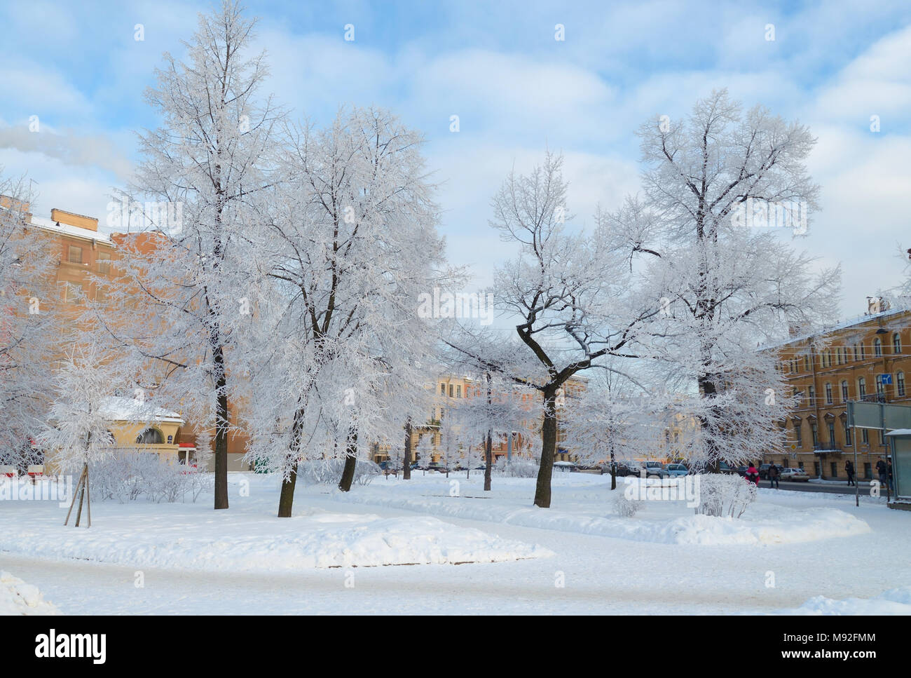 Snow-white winter in the city.The trees are covered with bright snow ...