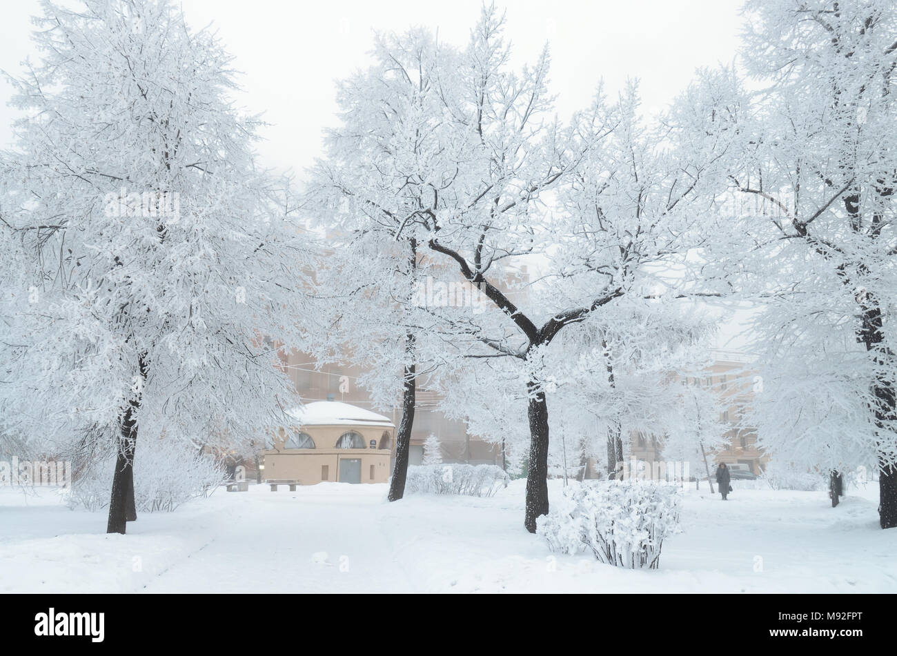 Snow-white winter in the city.The trees are covered with bright snow ...