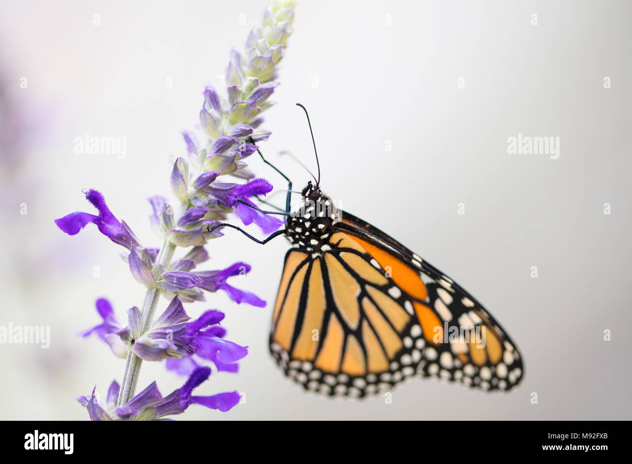 Purple monarch butterfly hi-res stock photography and images - Alamy