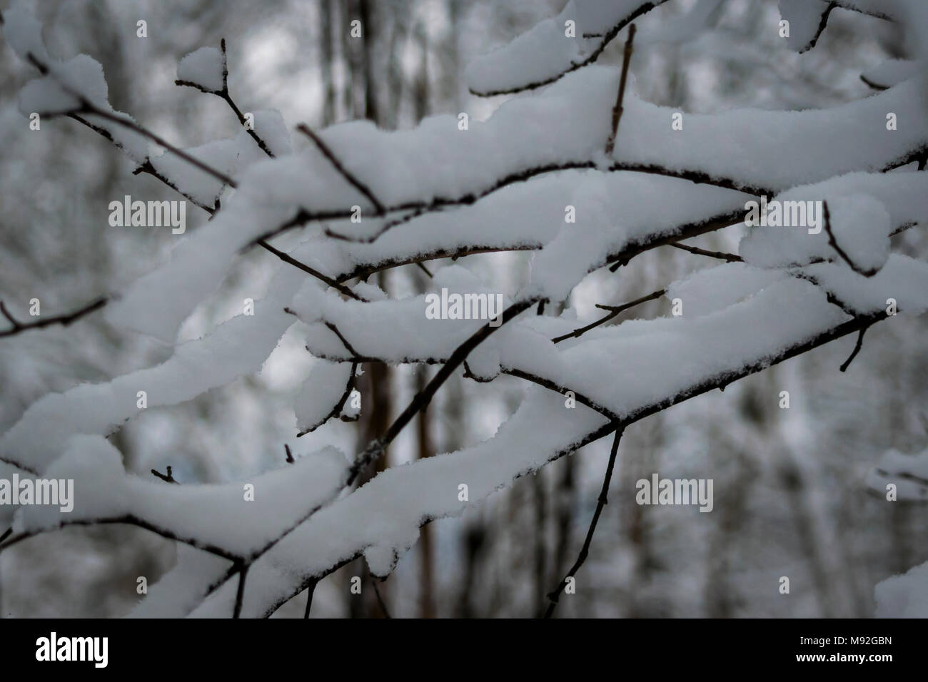 Snowy tree branches in the forest, winter theme. Winter background with ...