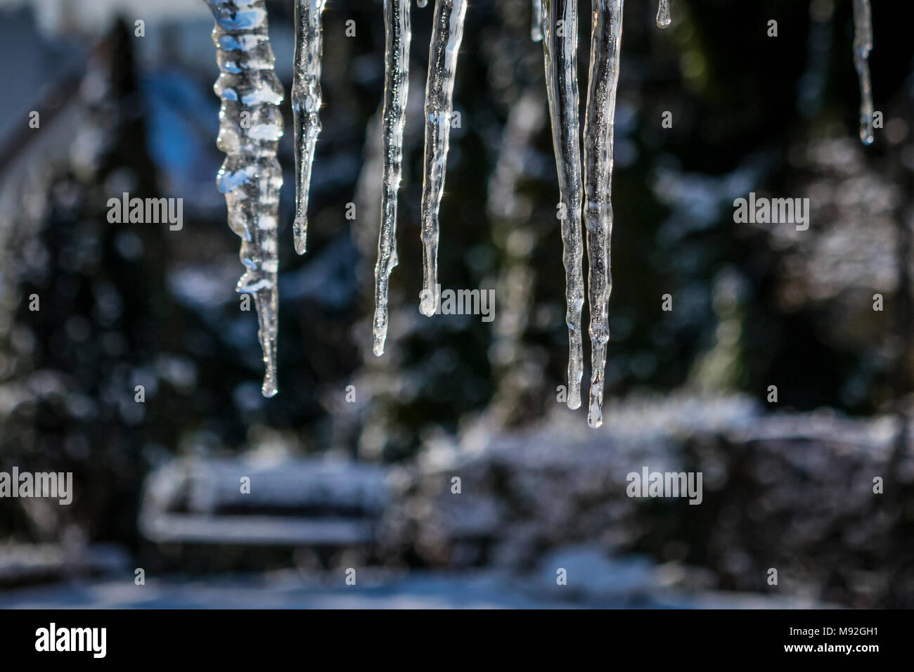 Large icicles on a house roof, blurred snowy background. Icicles hang ...