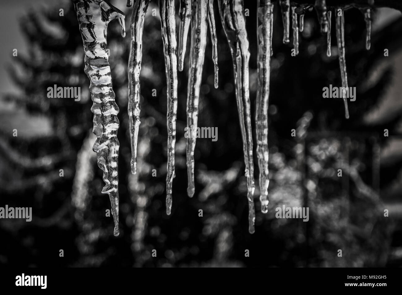 Large icicles on a house roof, blurred pine trees in background, black ...