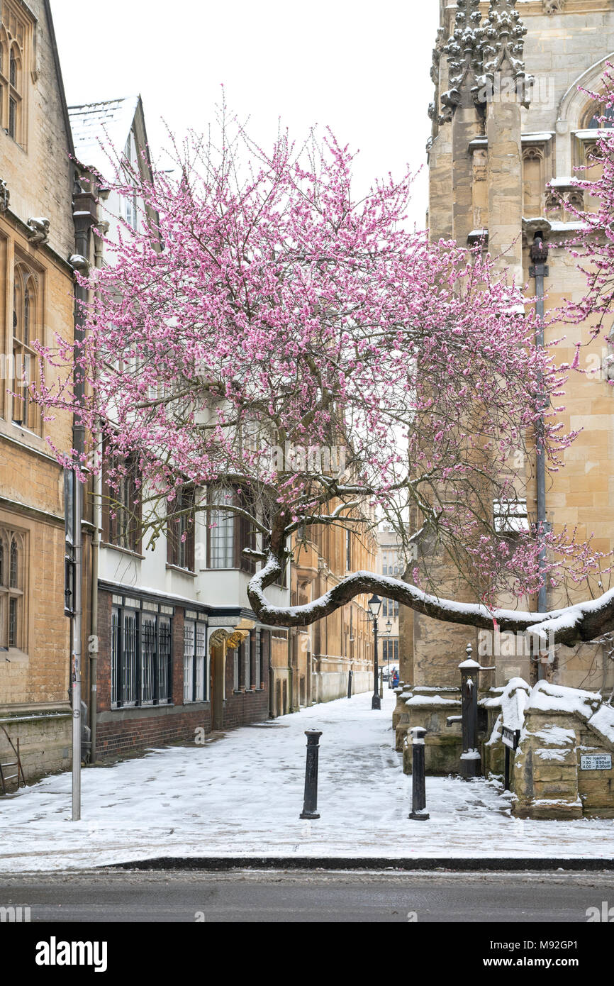Almond Tree in blossom in the snow outside St Marys Church, High Street ...