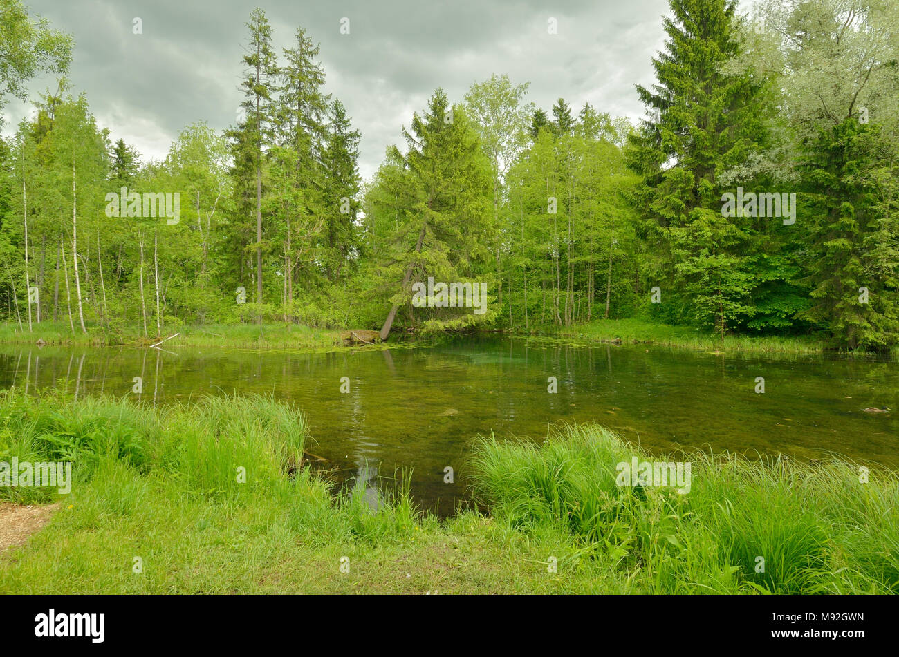 Sunny landscape in the forest.Colorful views of nature with green ...