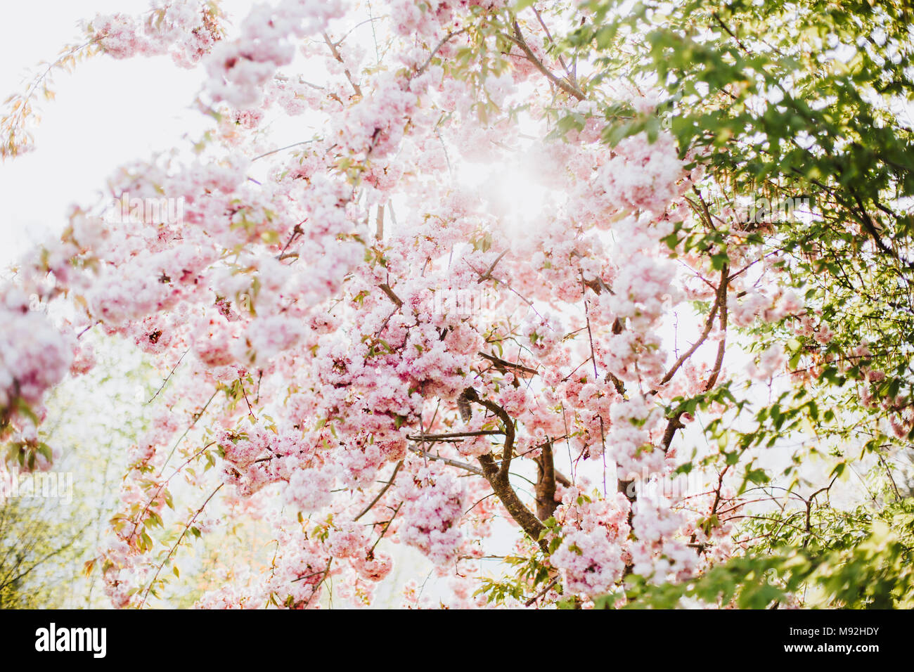 Cherry tree in springtime hi-res stock photography and images - Alamy