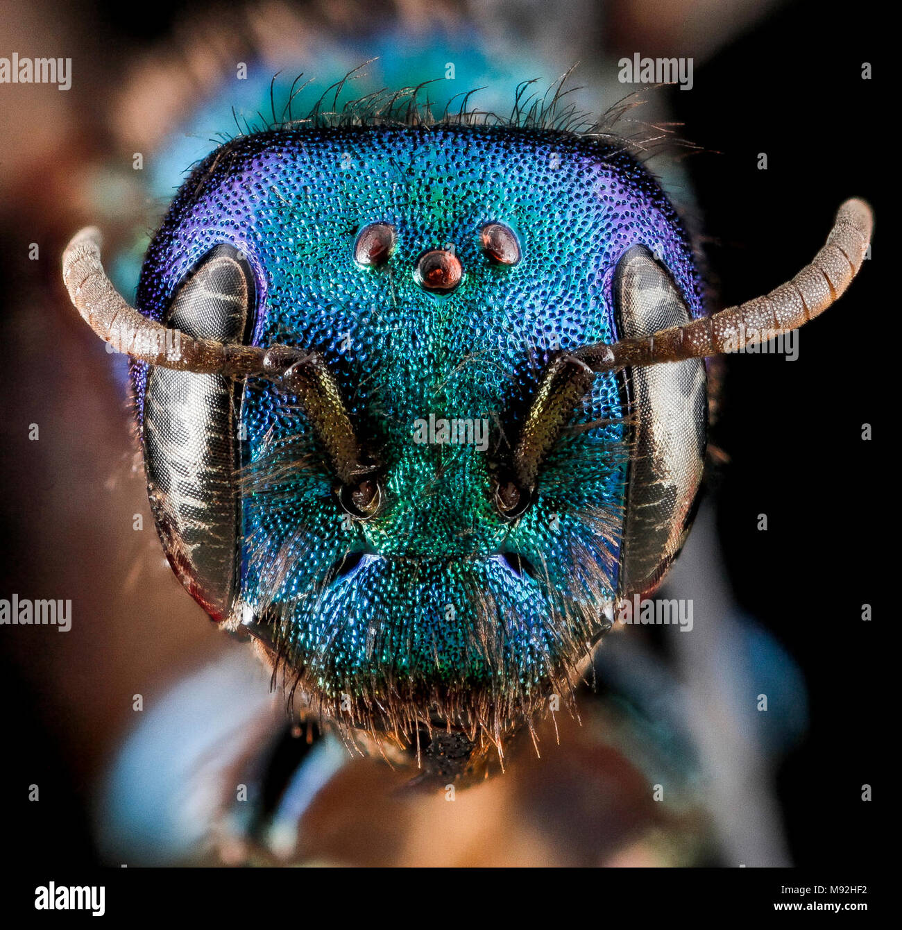 Hoplitis hi-res stock photography and images - Alamy